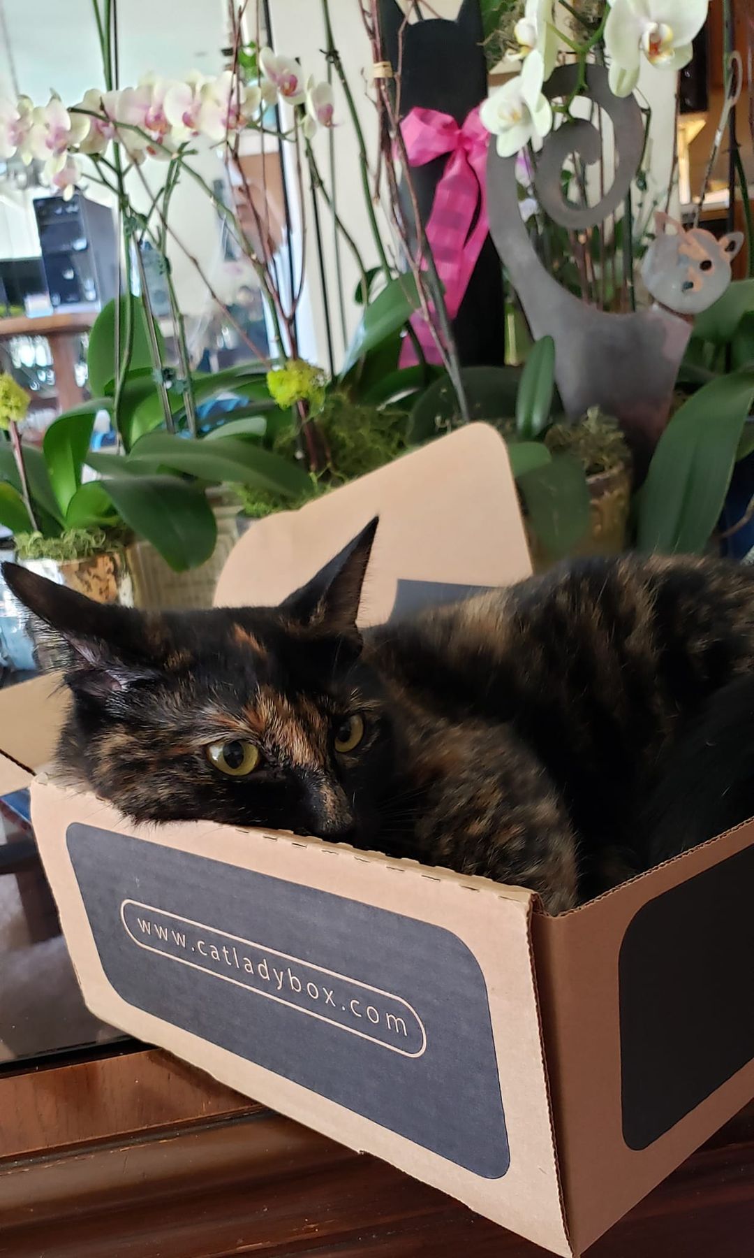 Or Lady-Cat Box, as the case may be | MLTSHP