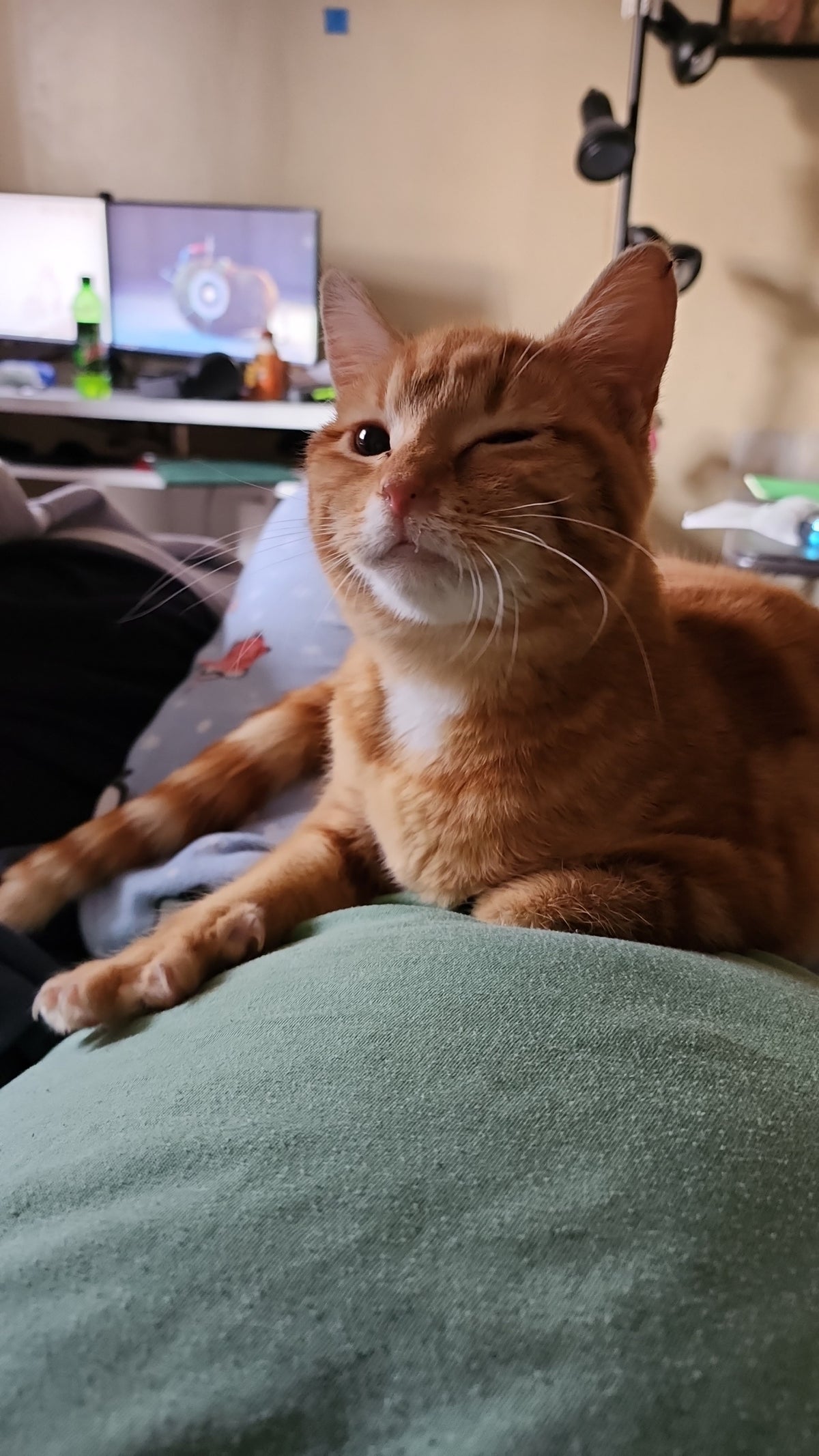 Meet Cinnamon | MLTSHP