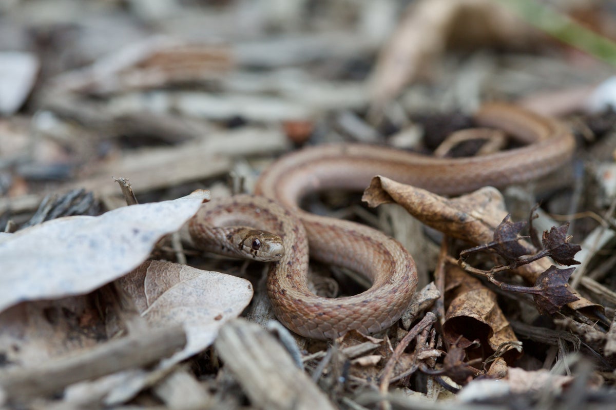 DeKay's brown snake | MLTSHP