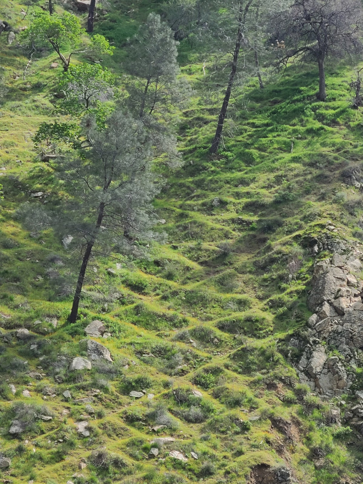 Animal Trails | MLTSHP