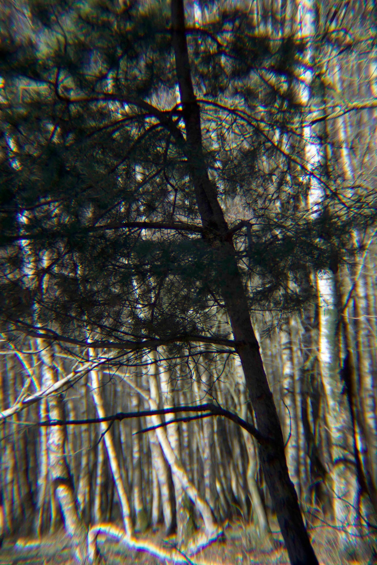 almost spring | MLTSHP