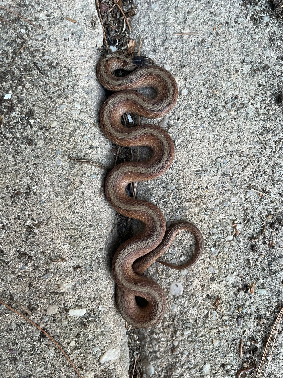 snek says "SSS" | MLTSHP