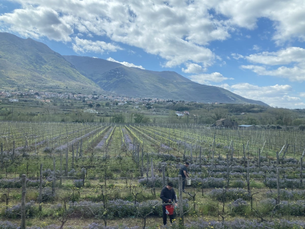 Solopaca (in the distance) | MLTSHP