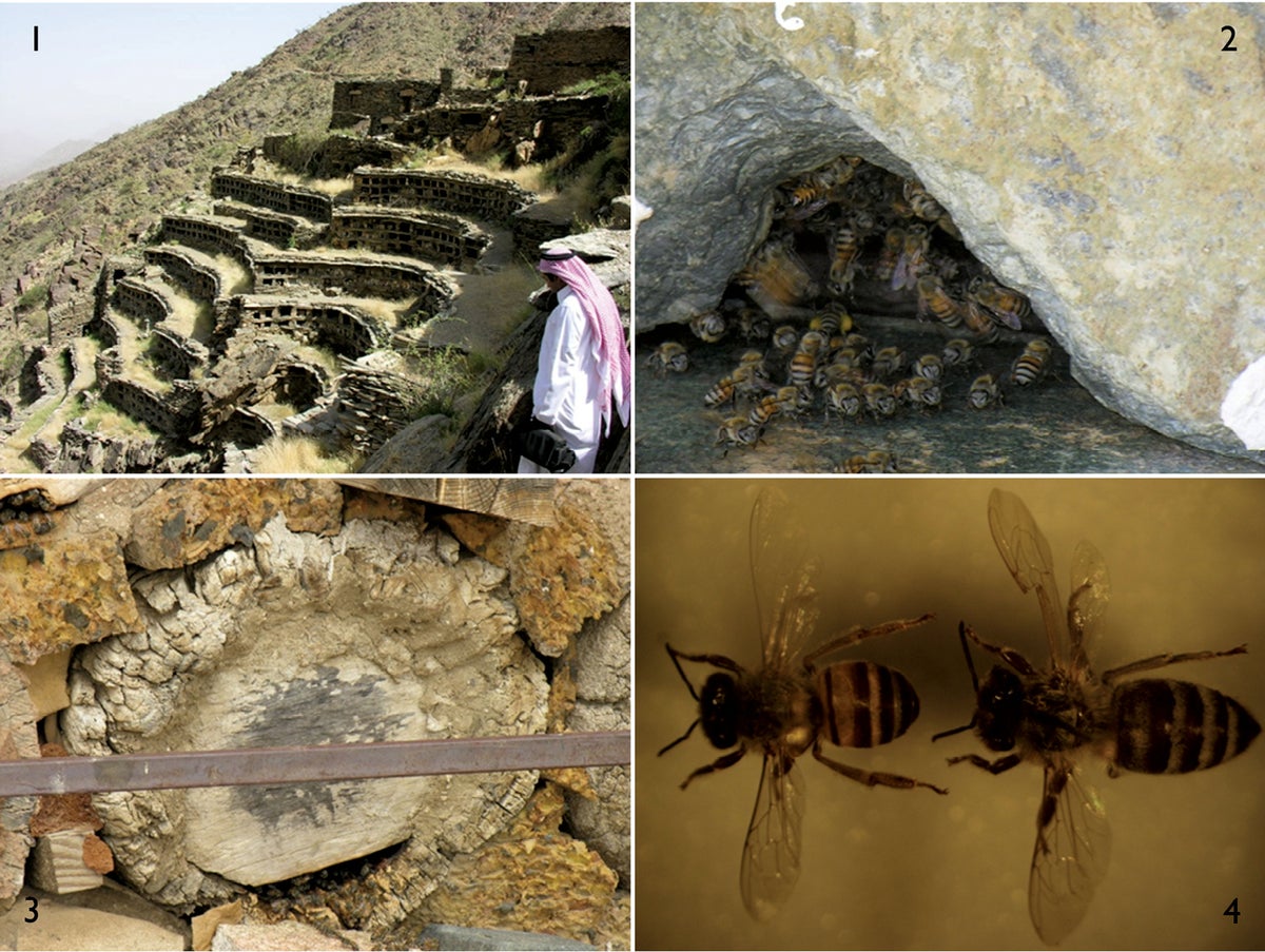 500 year old Saudi Arabian beehives | MLTSHP