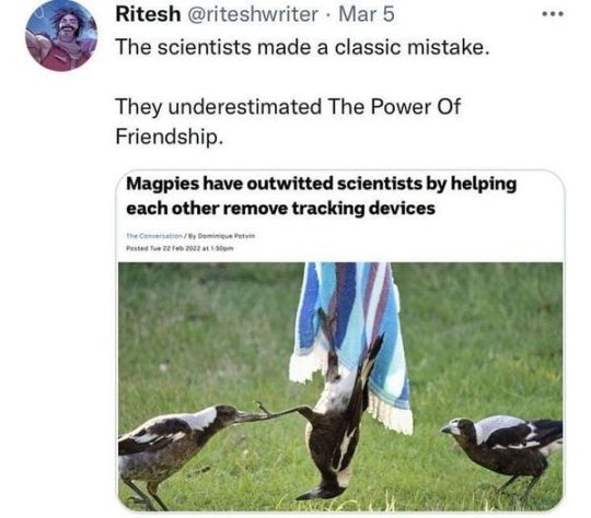 One of the classic blunders | MLTSHP