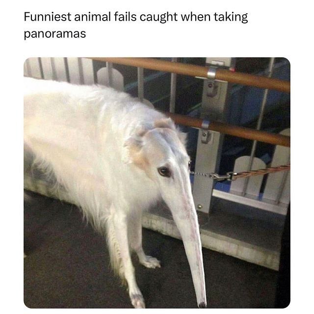 Classic animal panorama fails | MLTSHP