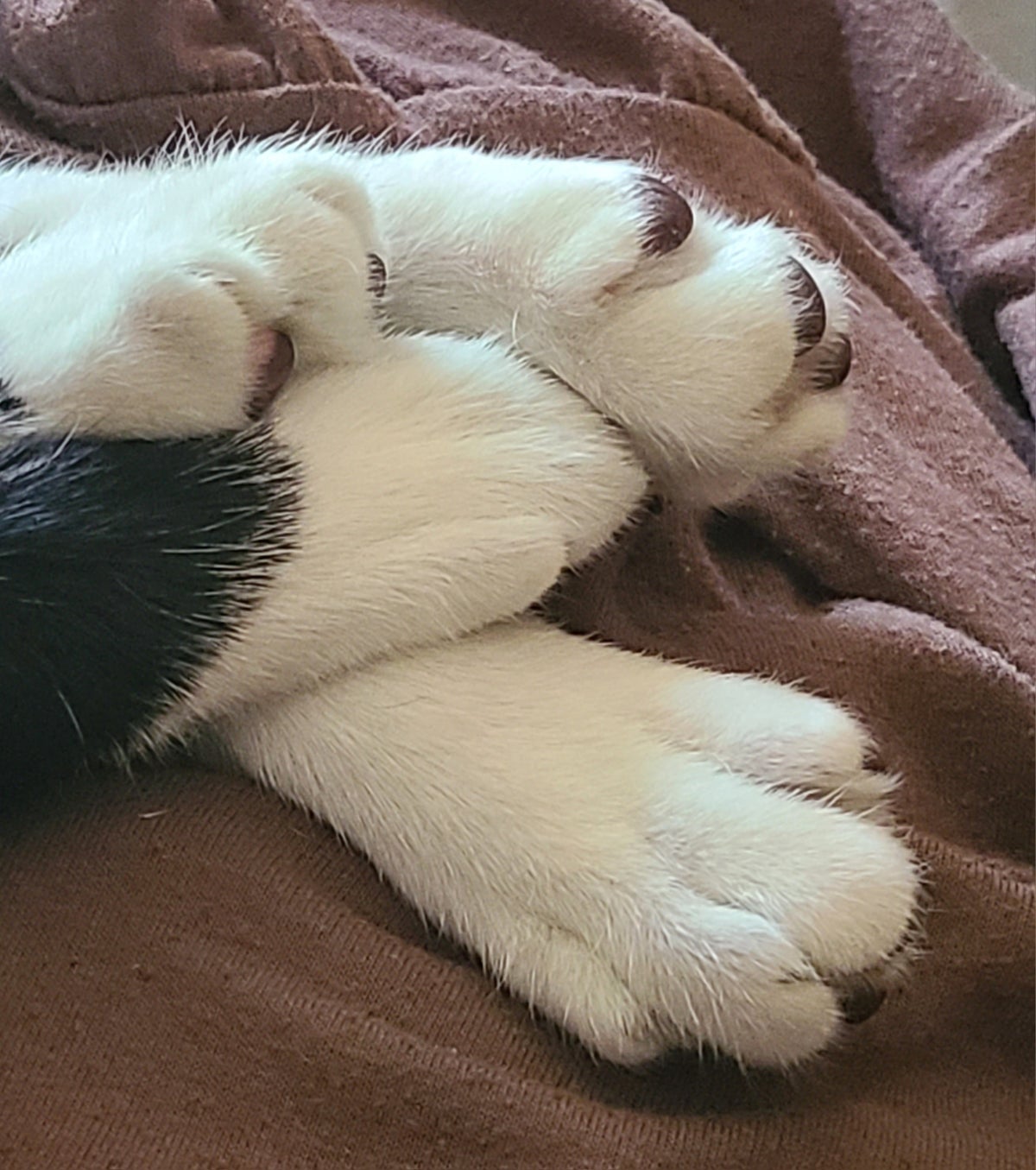 The Fog, Carl Sandberg | MLTSHP