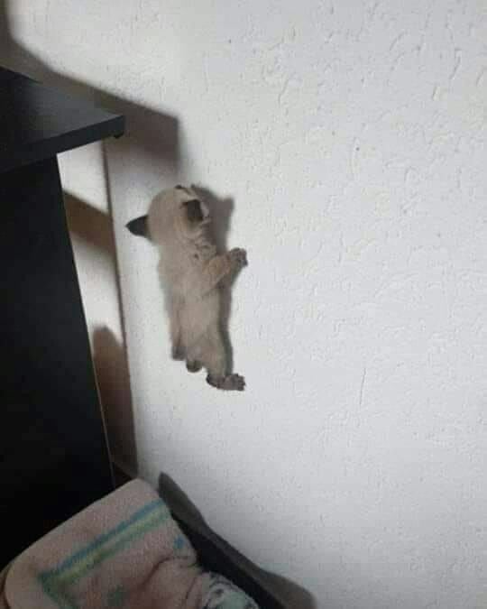 Free Solo (2018, dir. Jimmy Chin, Elizabeth Chai Vasarhelyi) | MLTSHP