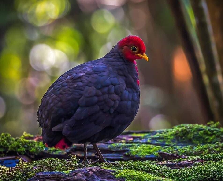 Crimson Headed Partridge | MLTSHP