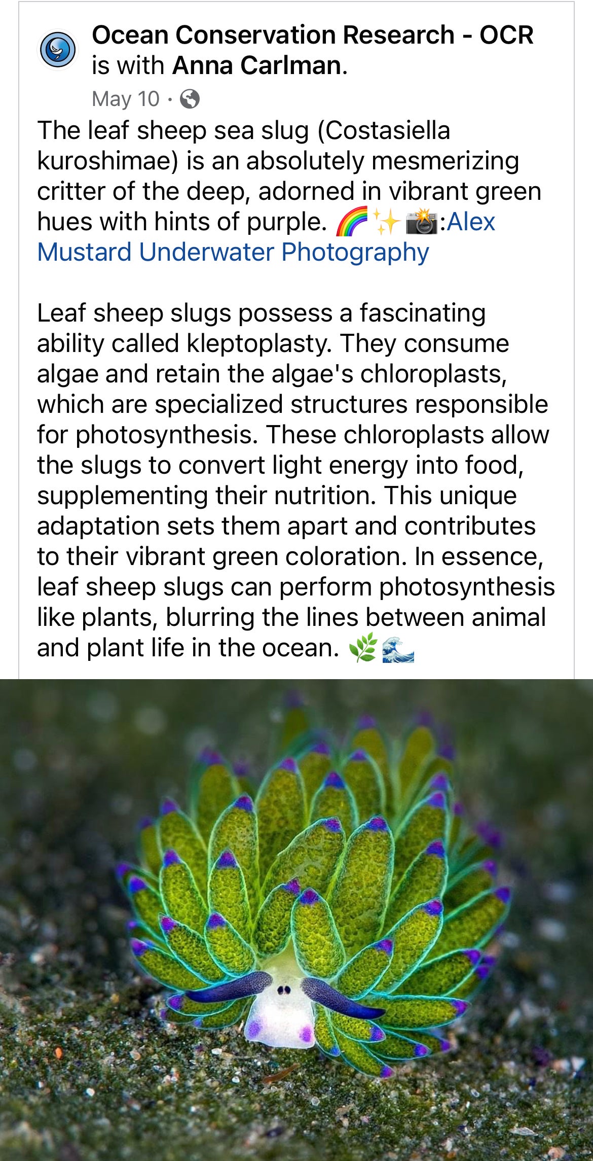 Photosynthesizing Slug | MLTSHP