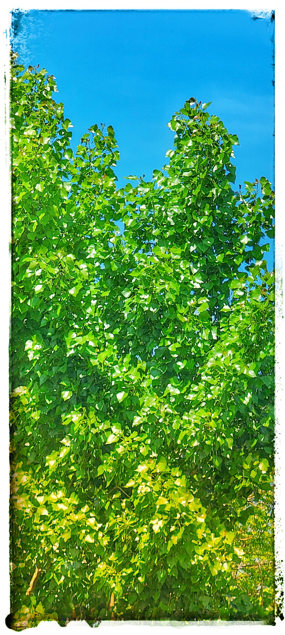 Blue Sky and Cottonwood | MLTSHP