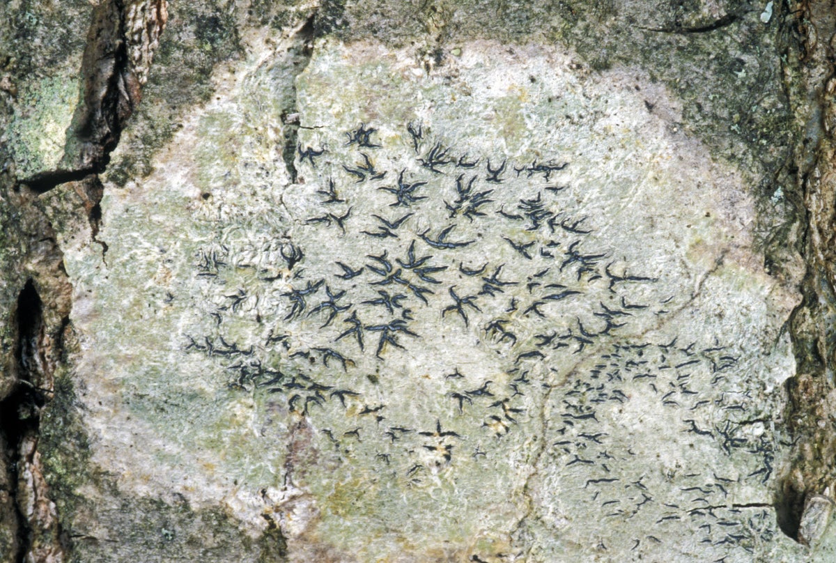 Graphis scripta | MLTSHP