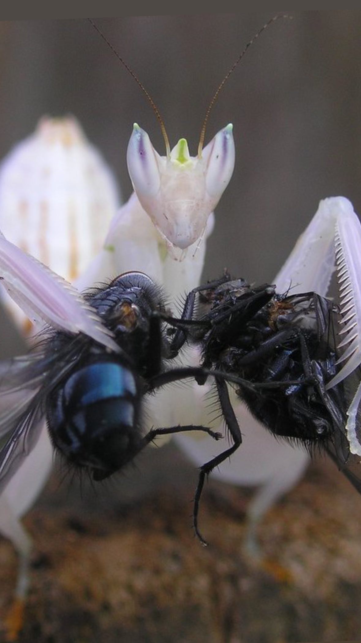 Mantid with a couple of friends | MLTSHP