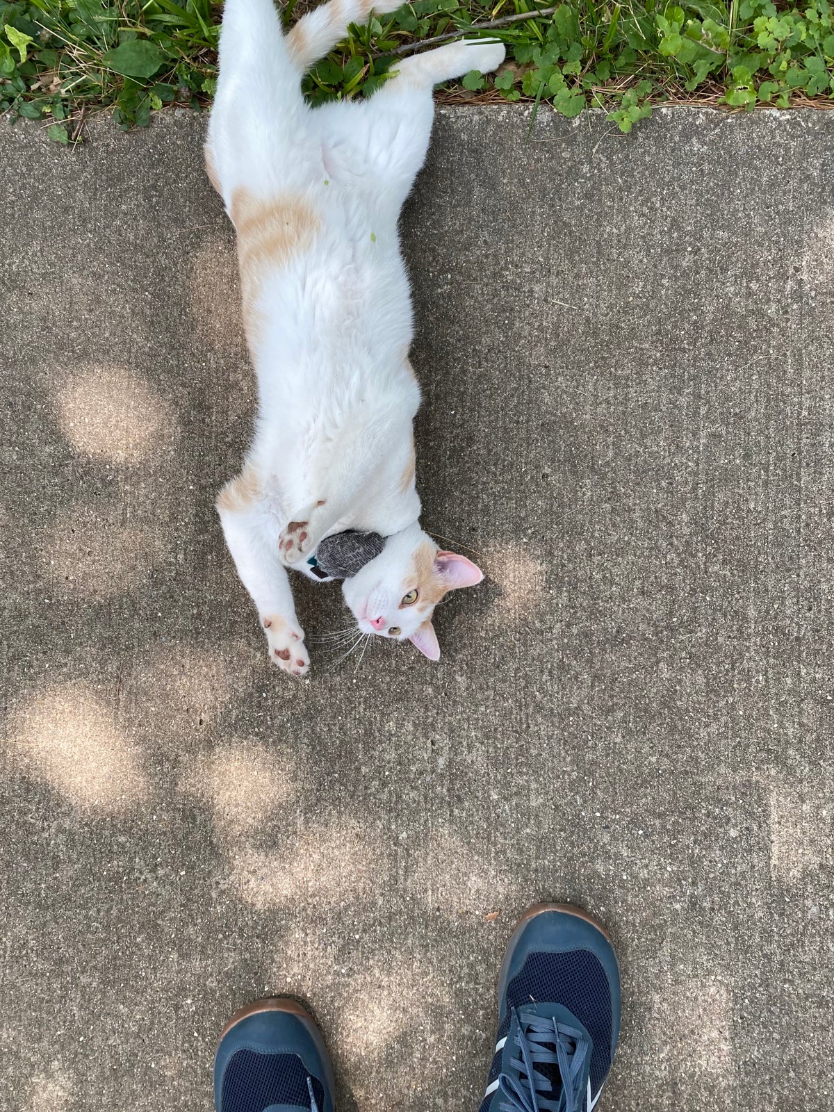 file under: cats i have met | MLTSHP