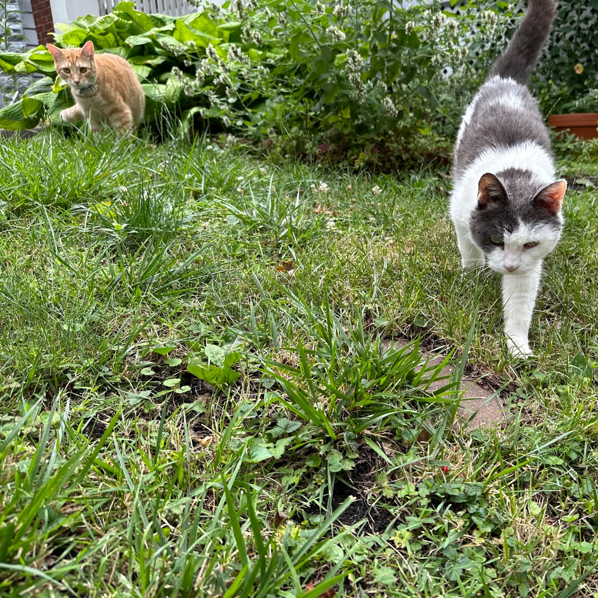 important soot/mischa update: now there is a recruit | MLTSHP