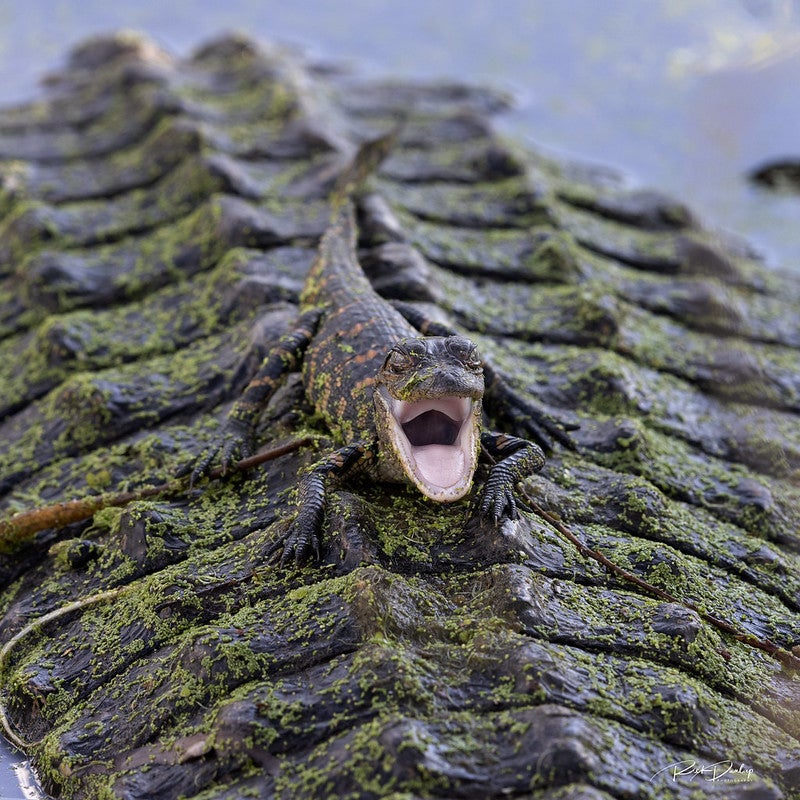 Are we there yet? | MLTSHP