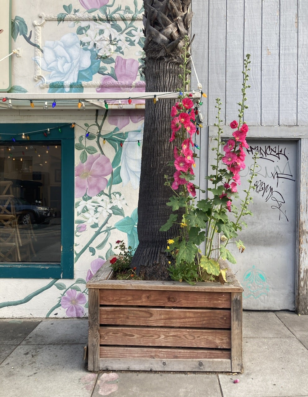 hollyhocks for Liela | MLTSHP