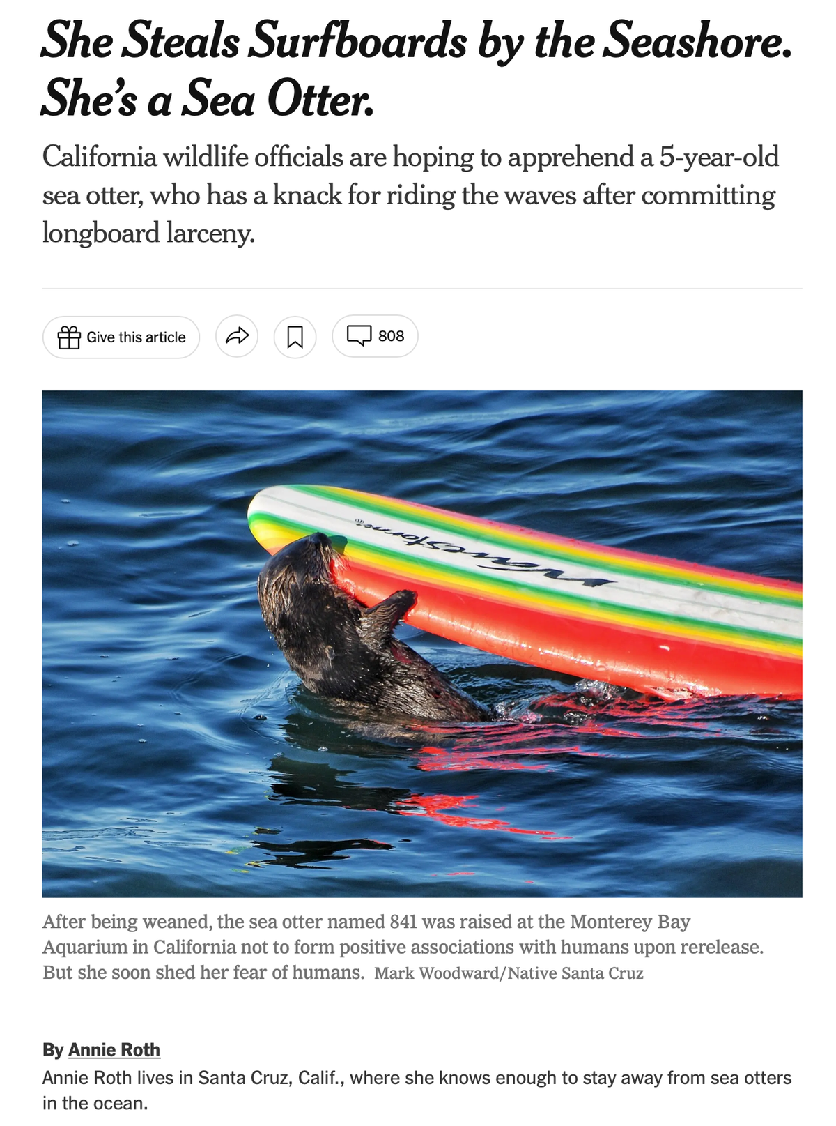 Aww, let Gidget have a board of her own | MLTSHP