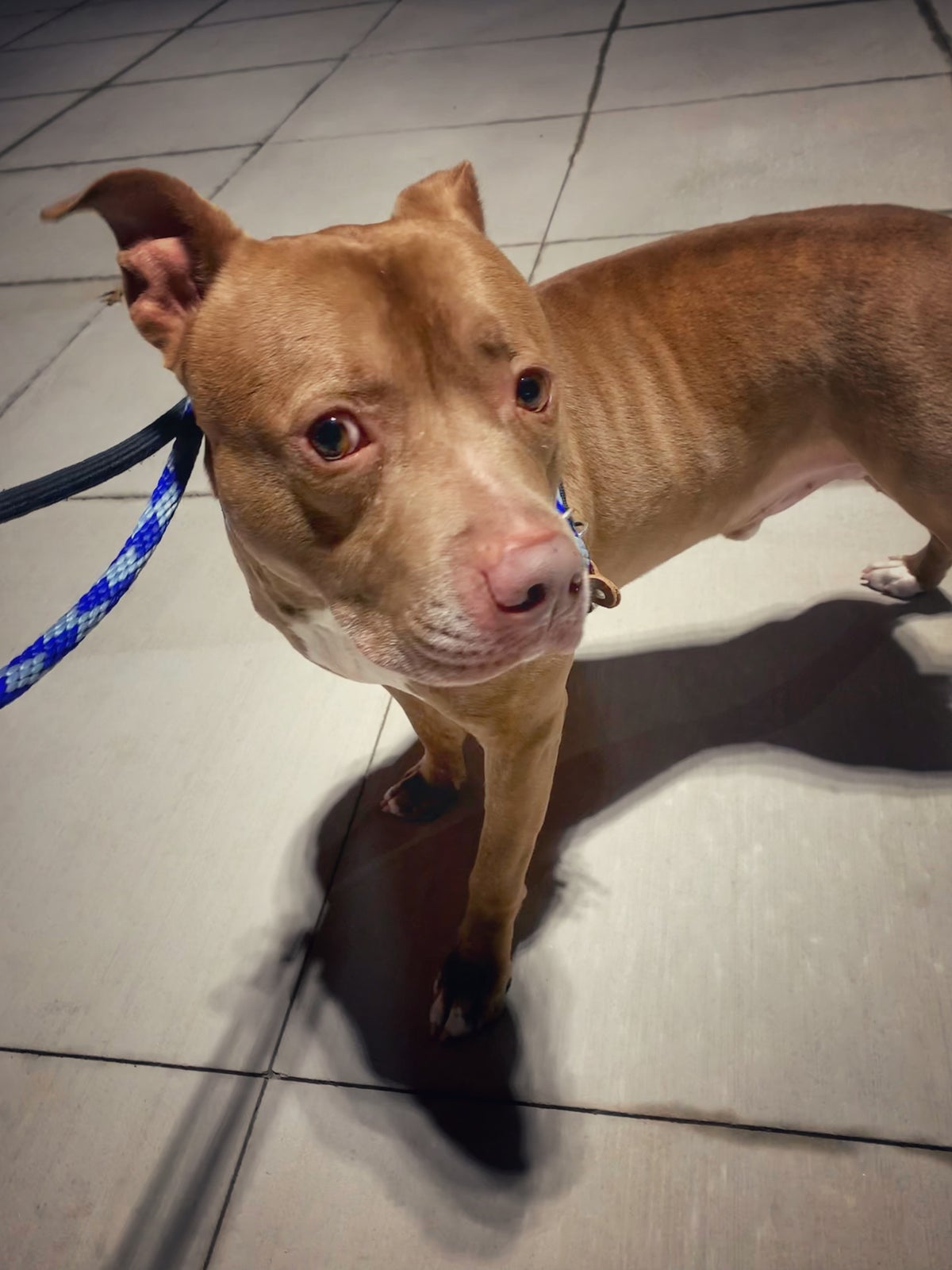 jesse pinkman | MLTSHP