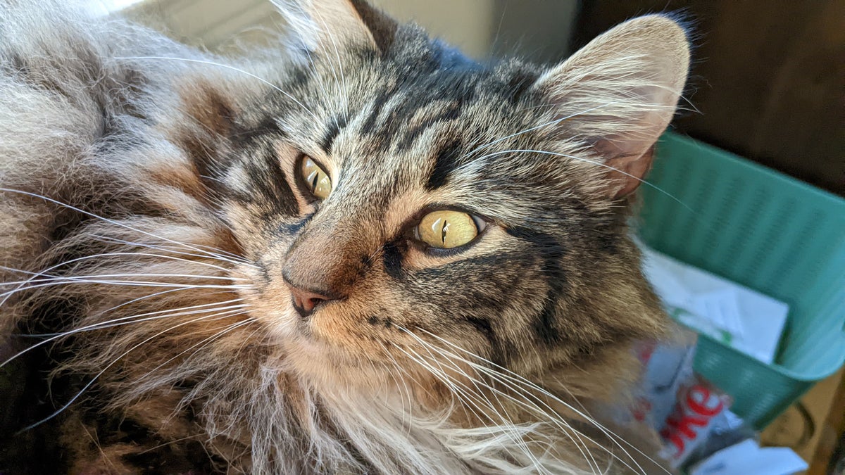 Quick Pixel 6a Pic | MLTSHP