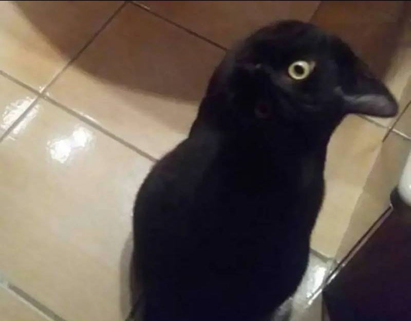 Crow or Cat? | MLTSHP