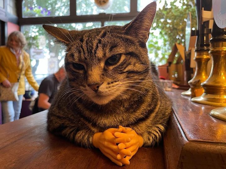 And meow does that make you feel? | MLTSHP