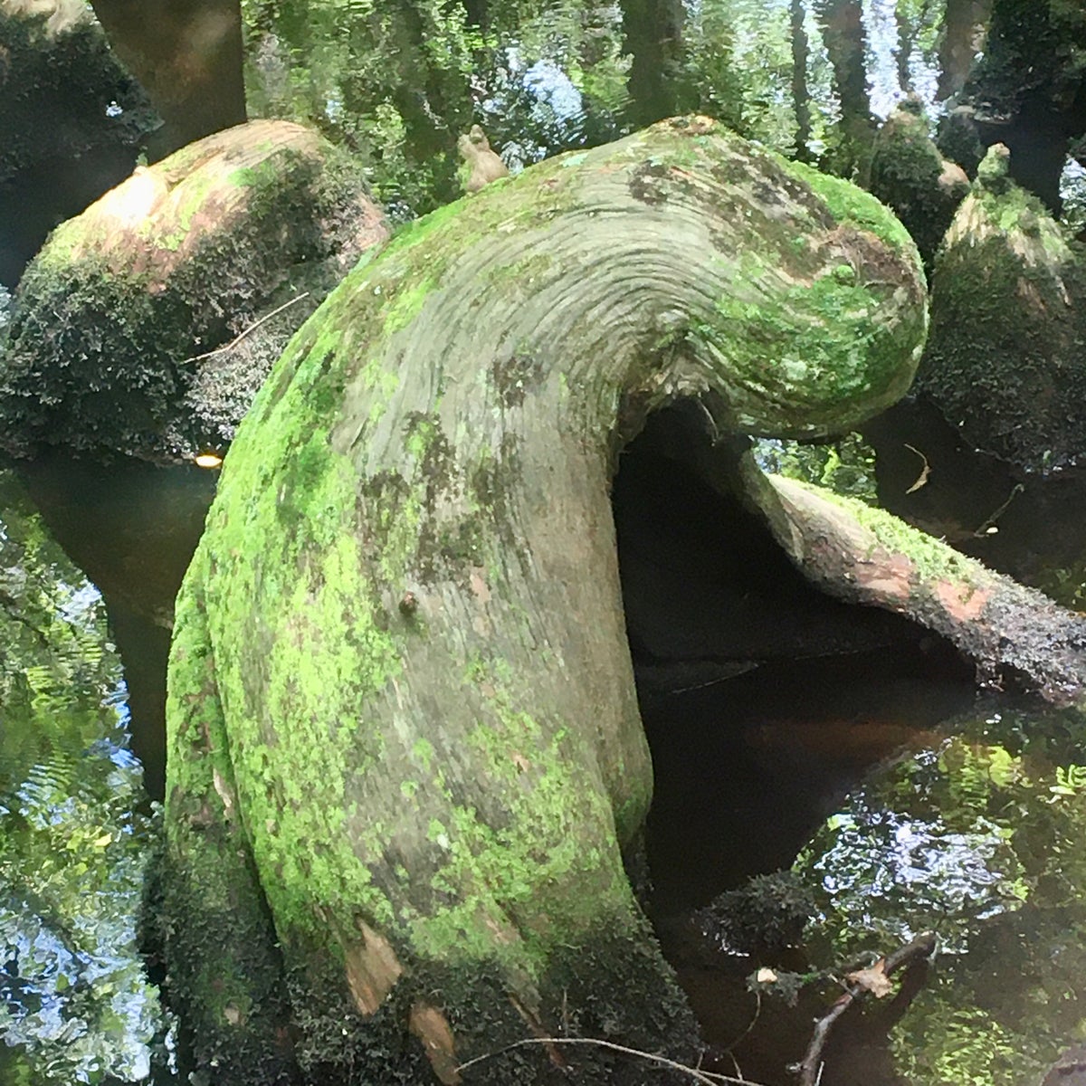 Cypress Knee | MLTSHP