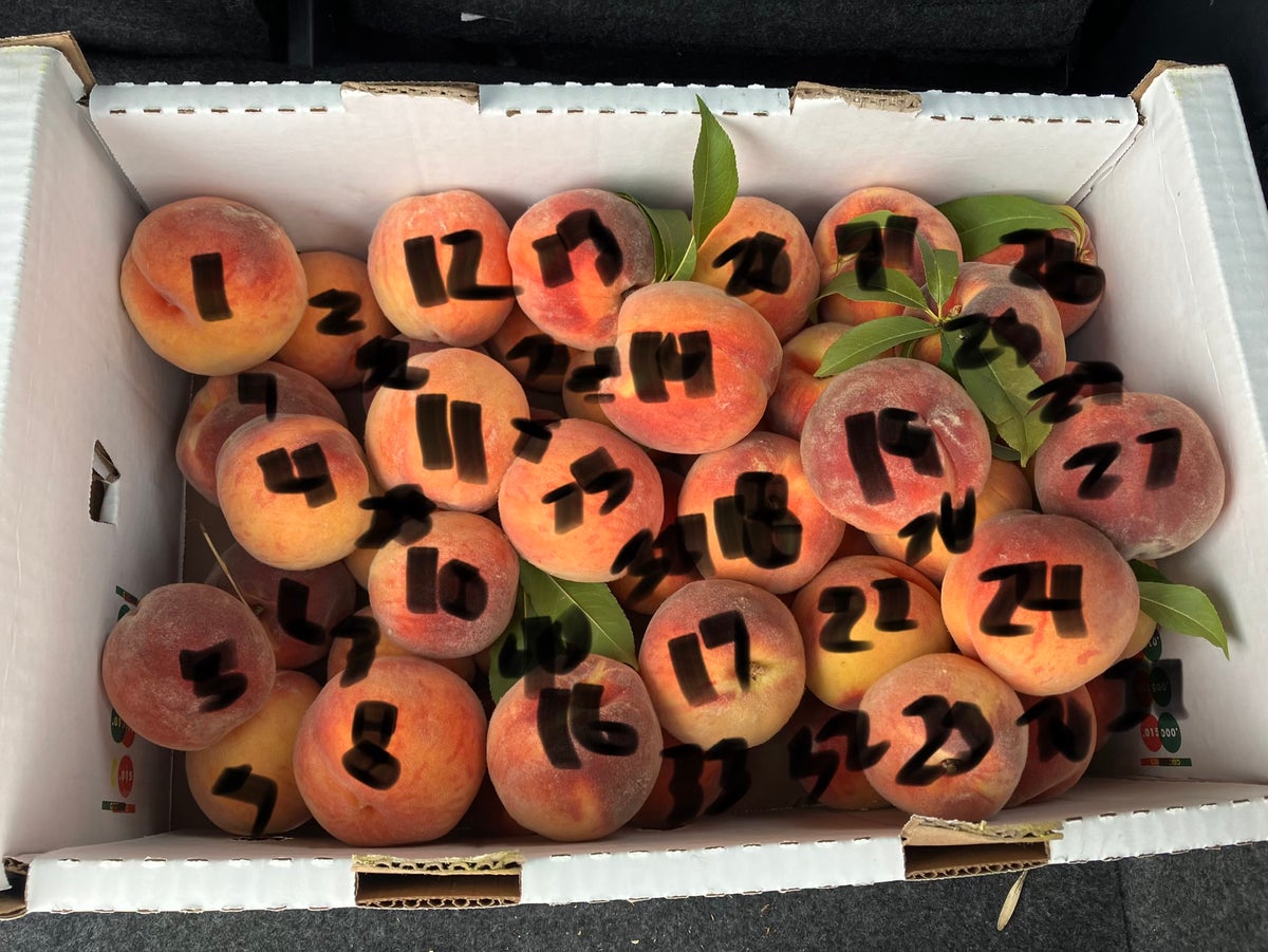 More than forty peaches | MLTSHP