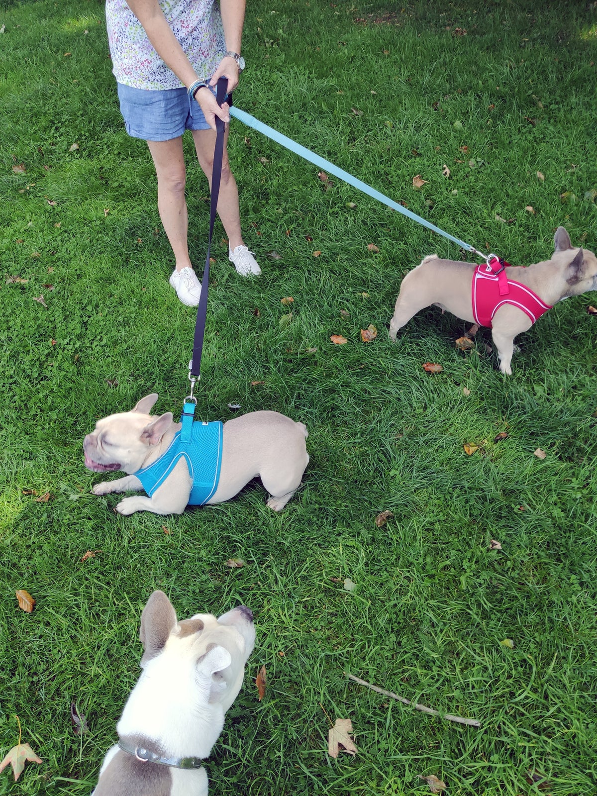 Lilo and Stitch | MLTSHP