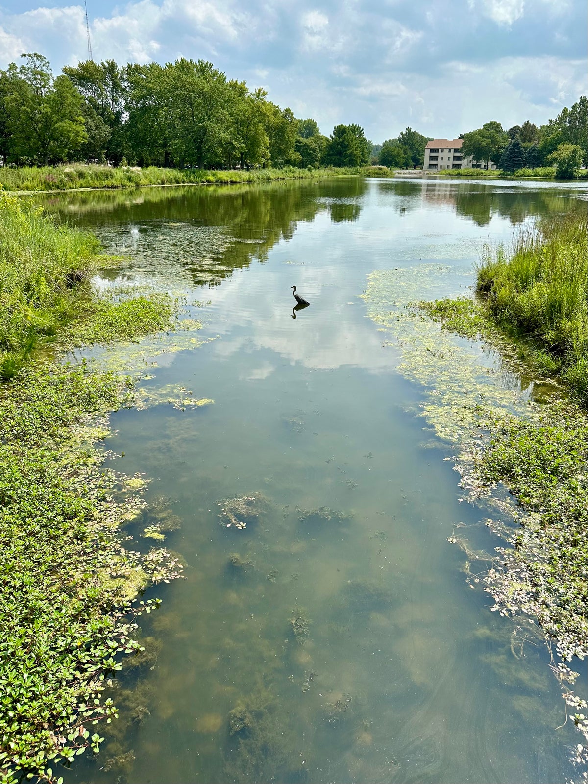 special guest: lone blue heron of the research park walking trail | MLTSHP
