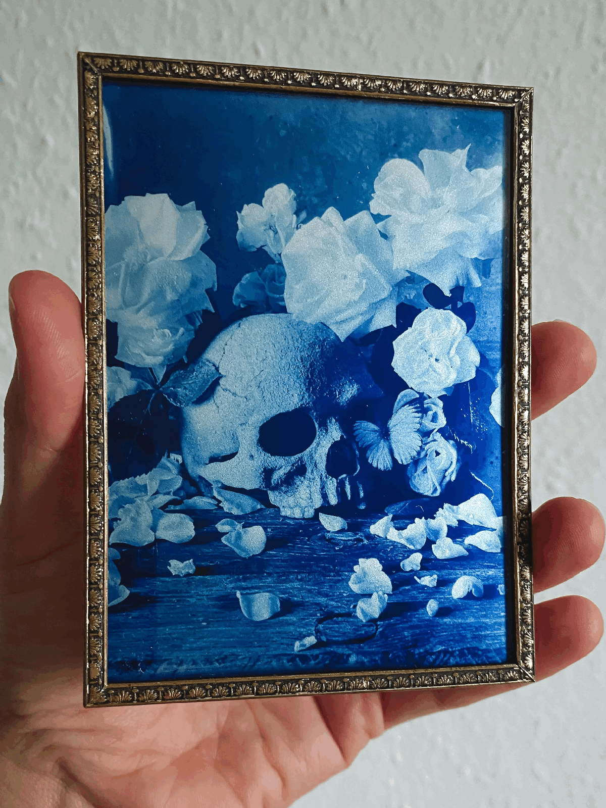 Vanitas on 4x5, cyanotype on glass edition | MLTSHP