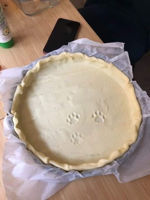 I am this cat's lawyer and they're innocent | MLTSHP