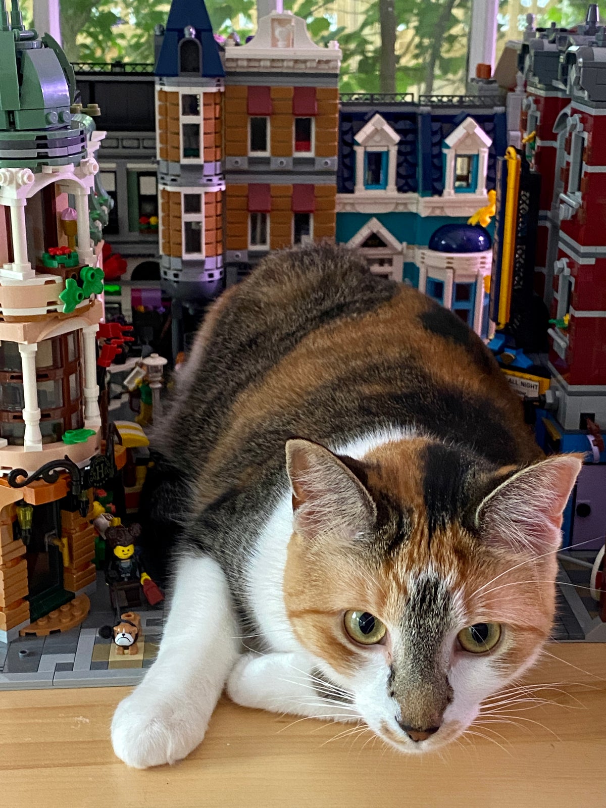 You've heard of Little Kitty, Big City | MLTSHP