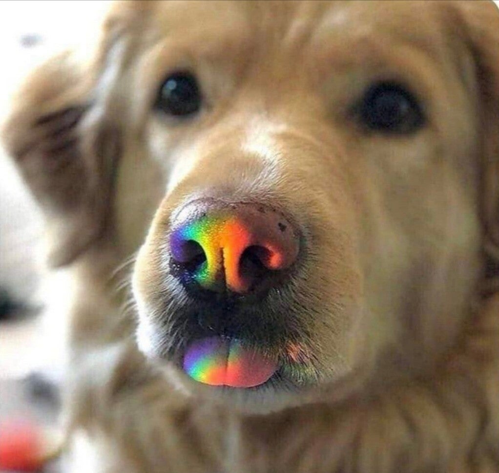 Rainbow blep | MLTSHP