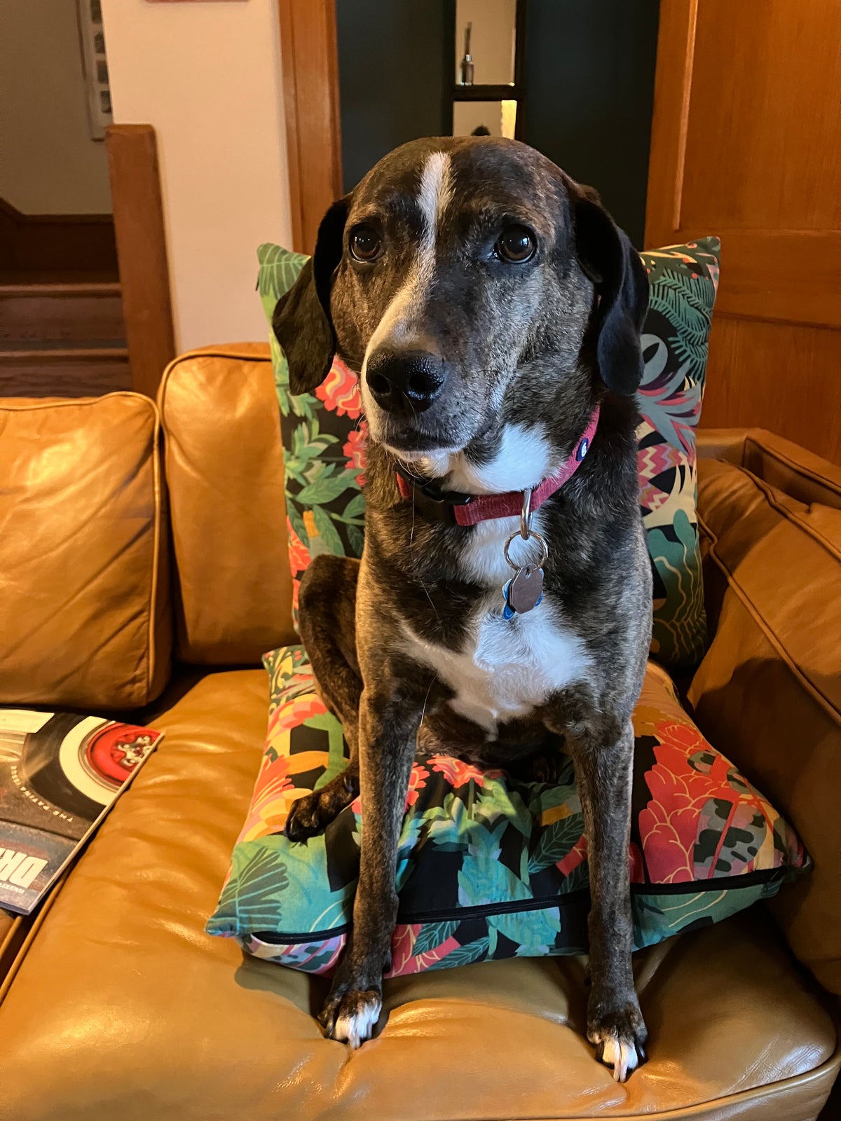 Olive being a princess | MLTSHP