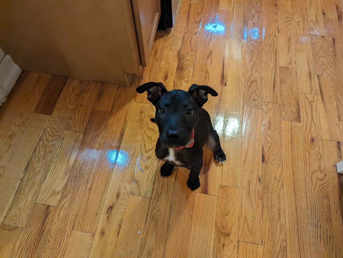 new puppy friend | MLTSHP