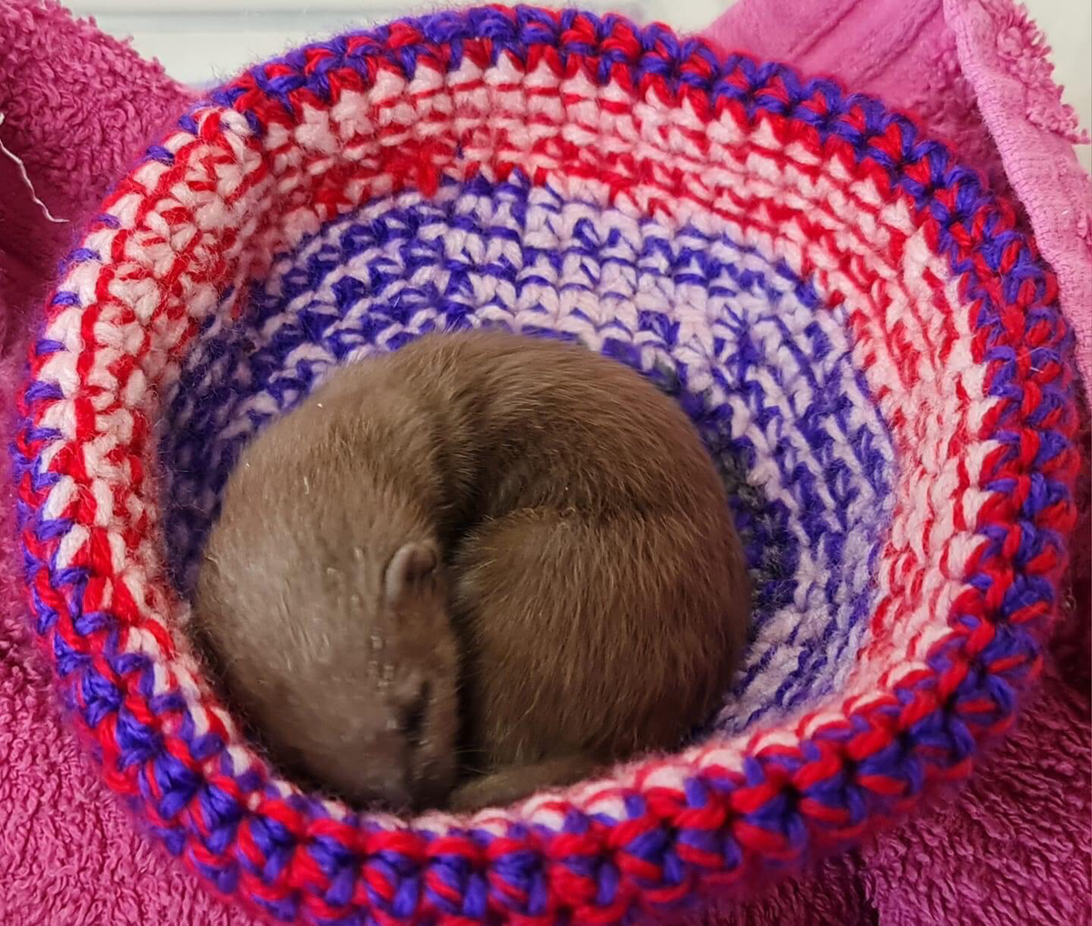 baby stoat in a crocheted nap nest | MLTSHP