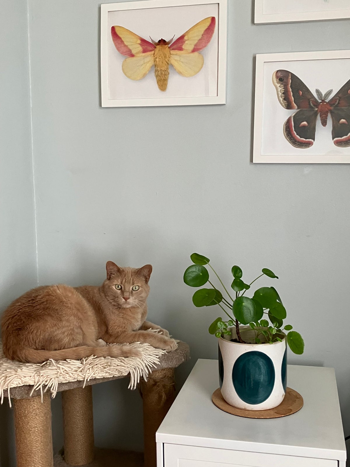 Cute vignette | MLTSHP