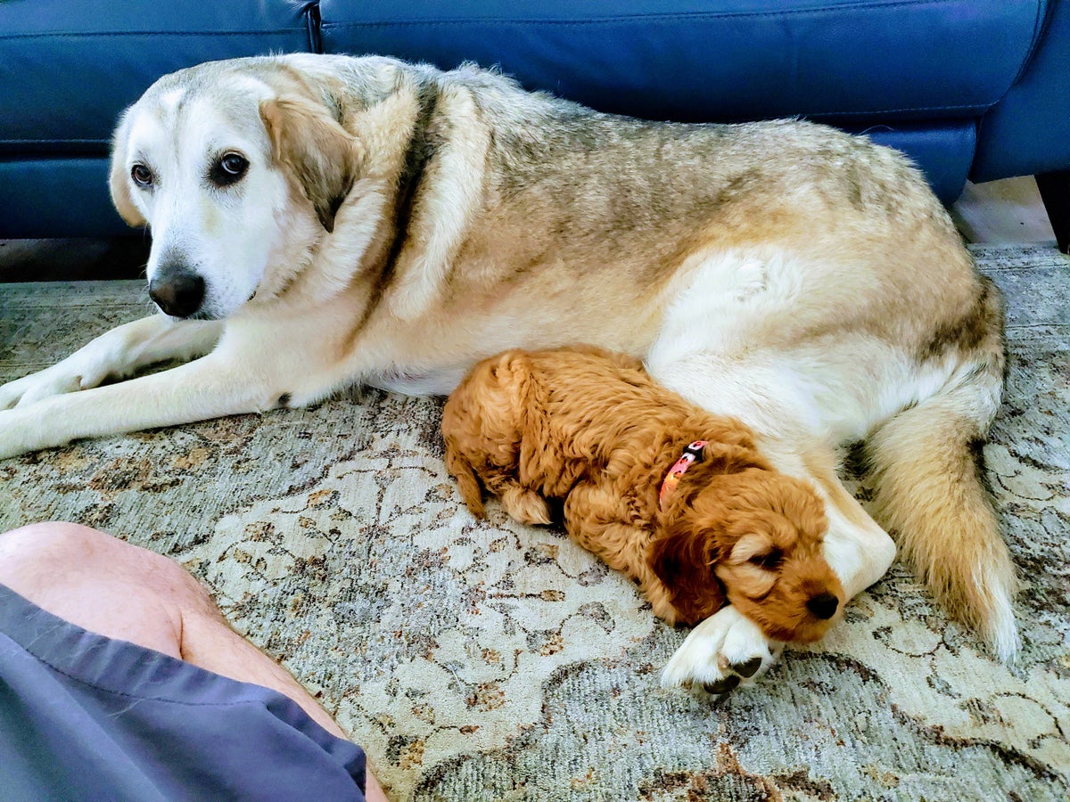 Mah Critters | MLTSHP