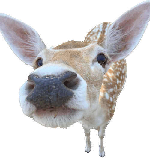 hey lovely dears, have some deer smooches | MLTSHP