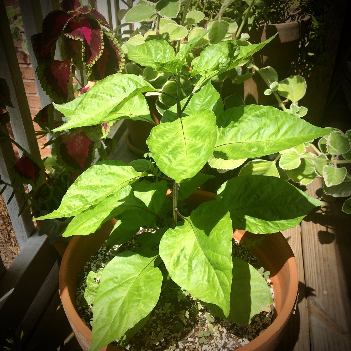 Carolina Reaper, looking innocent. | MLTSHP