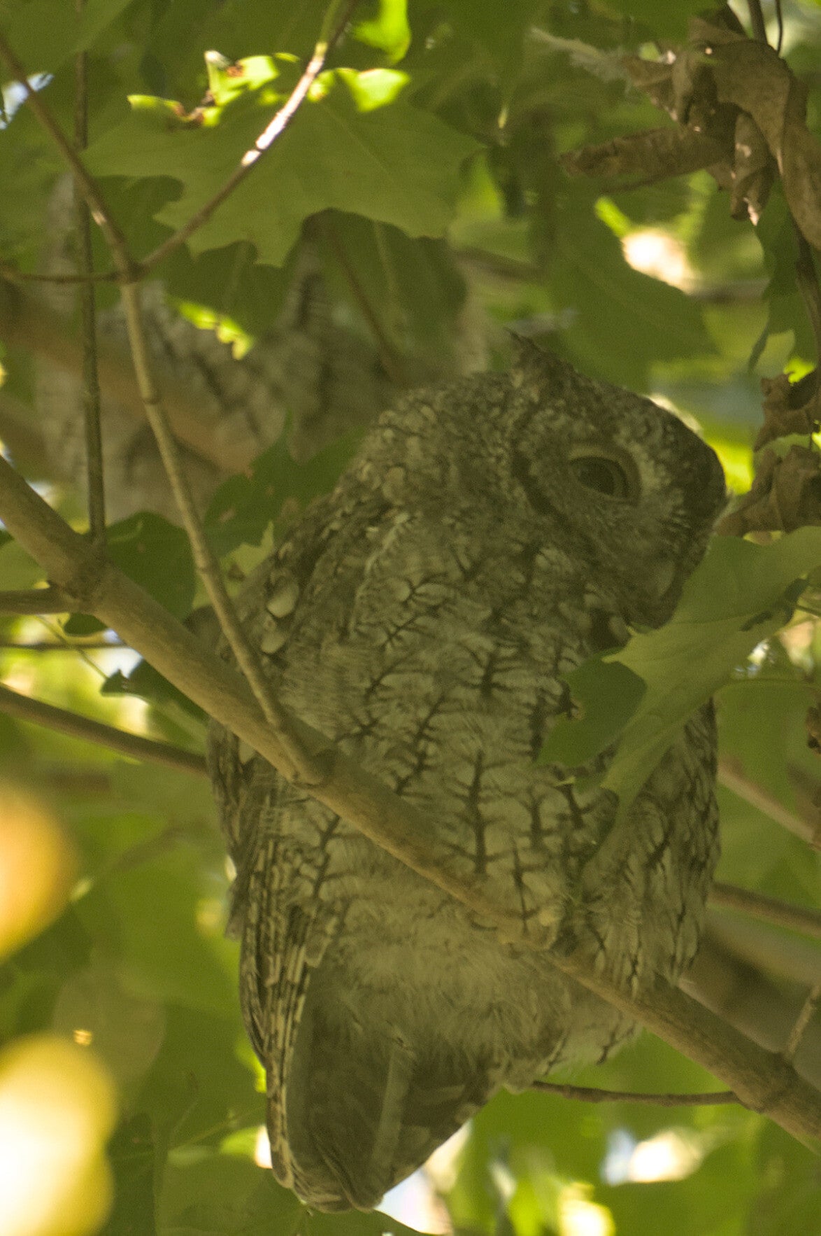 little screech | MLTSHP