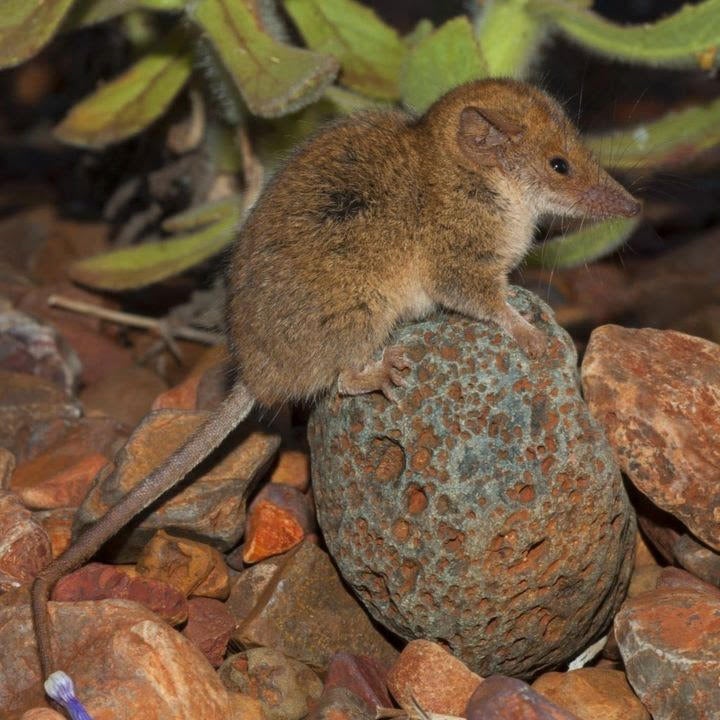 The orange-headed Pilbara planigale (Planigale kendricki) | MLTSHP
