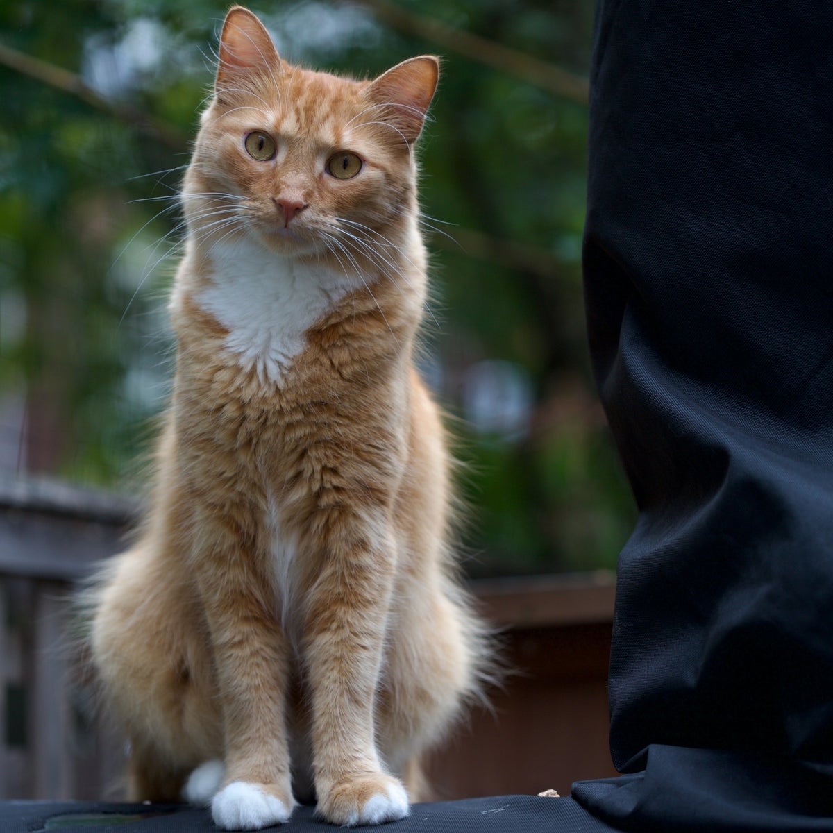 Horatio neither knows nor cares whether there is anything more to life than being really ...