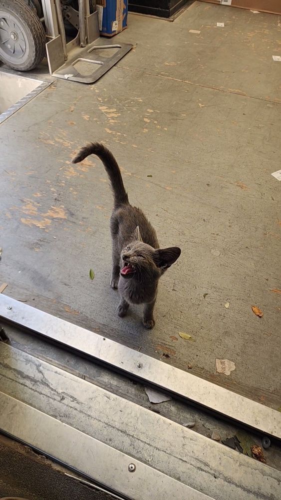 Had a stowaway at work this week | MLTSHP