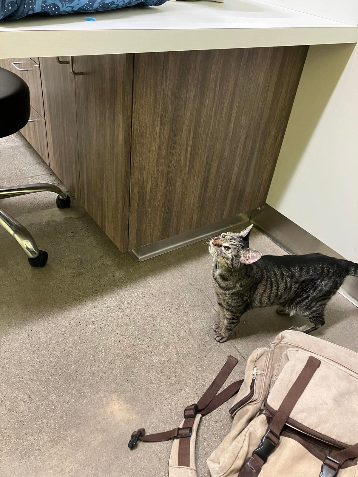 Abita in the Emergency Room | MLTSHP