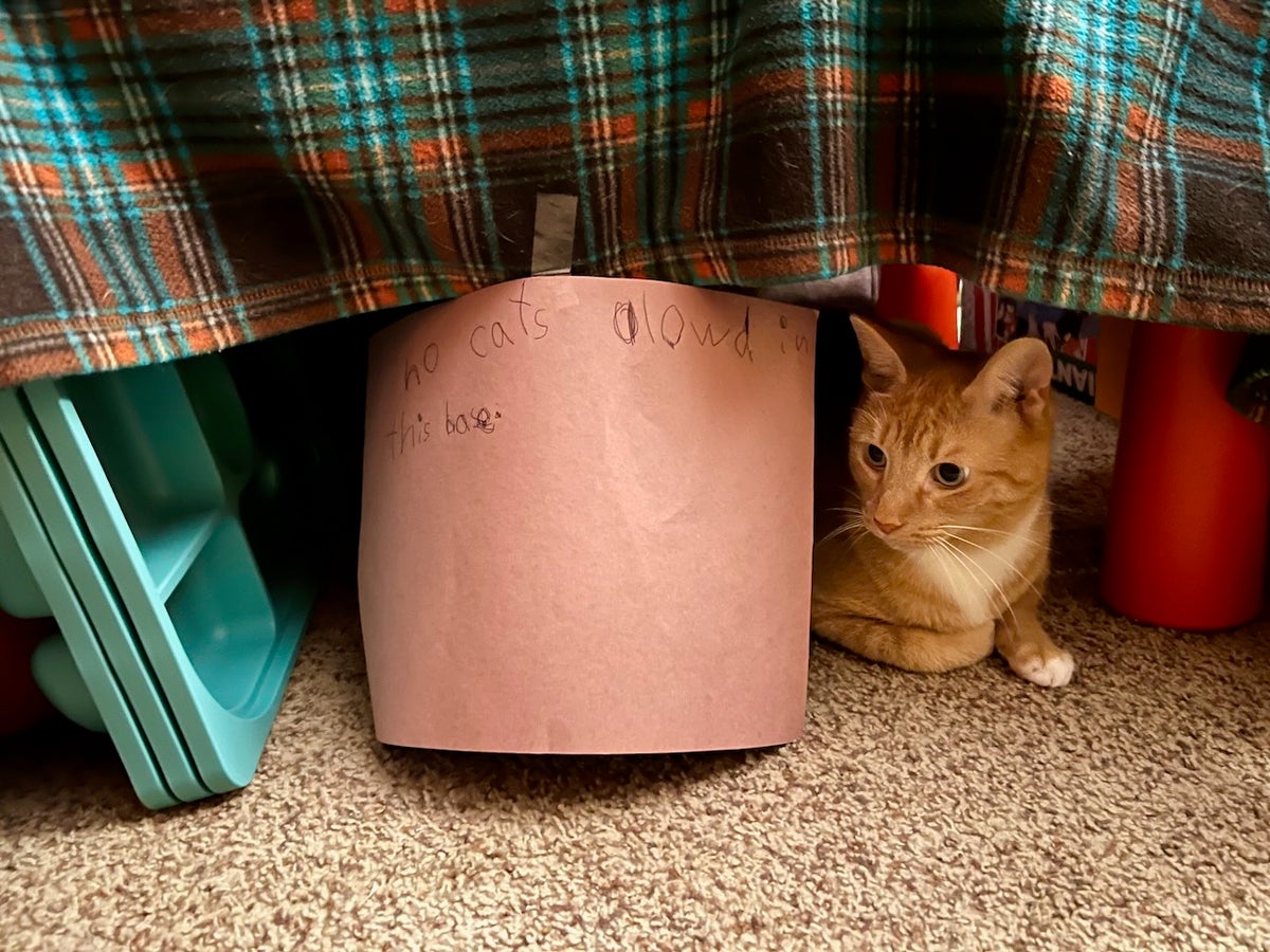 no cats alowd in this base. | MLTSHP