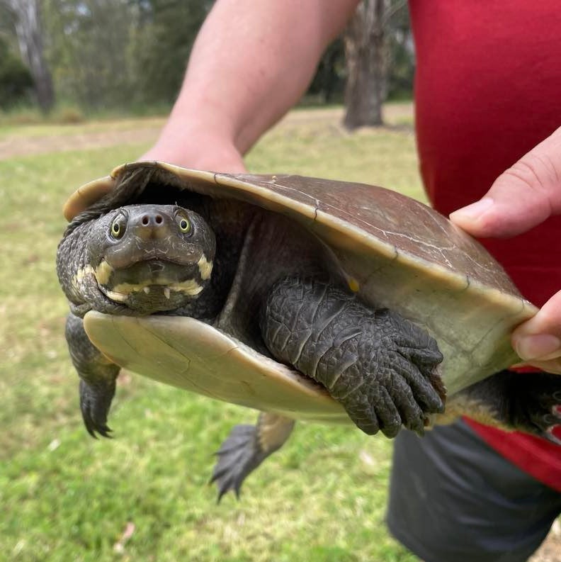Snake-neck tortoise | MLTSHP