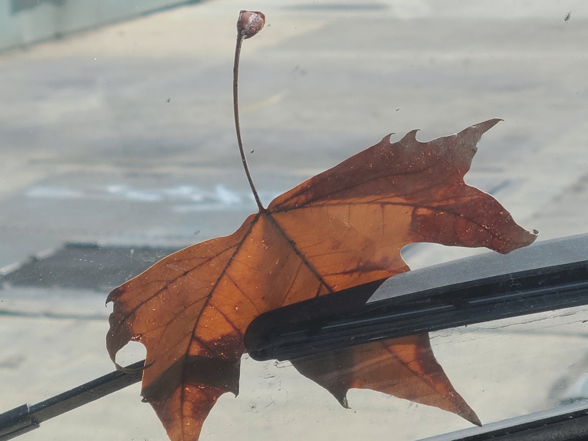 Tree Ticket | MLTSHP