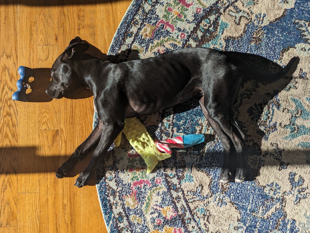 More on puppy | MLTSHP